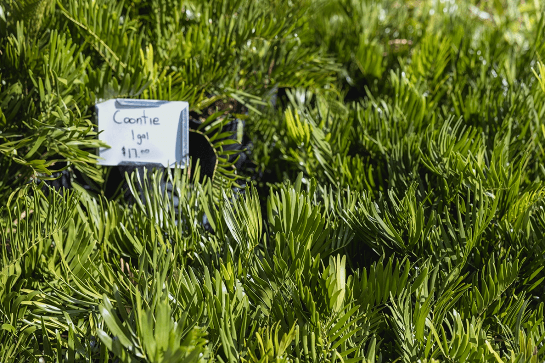Coontie is known as ‘living fossil’ - SANIBEL-CAPTIVA - Island Reporter ...